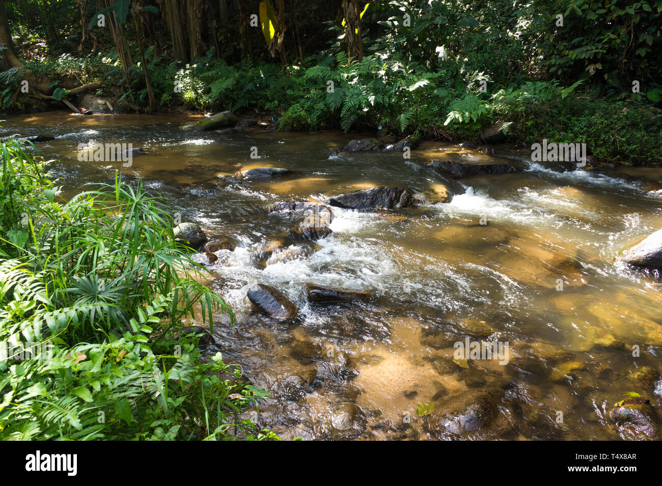 Small river in rainforest jungle hi-res stock photography and images ...