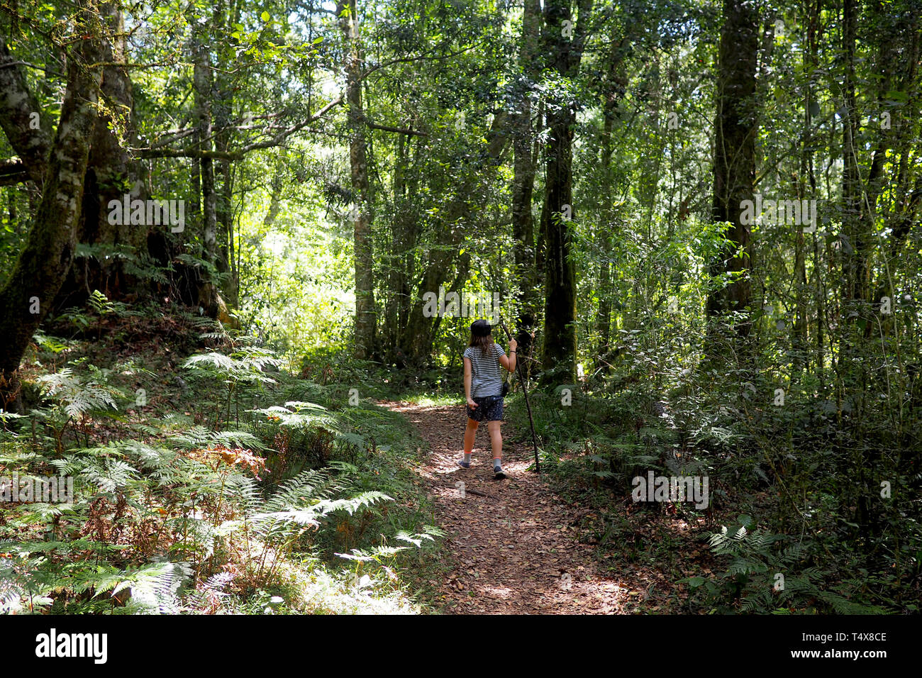 Young child walking down a lush forest path Stock Photo - Alamy