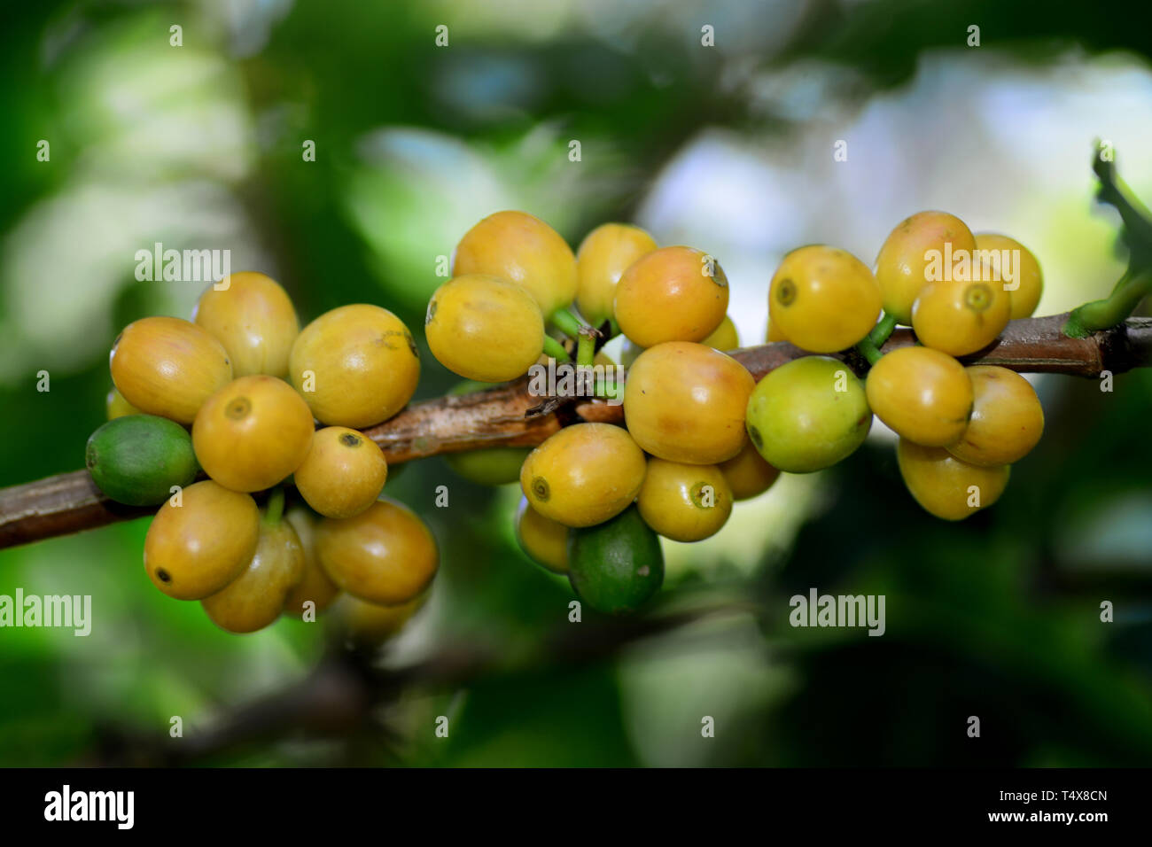 Arabica typica hi-res stock photography and images - Alamy