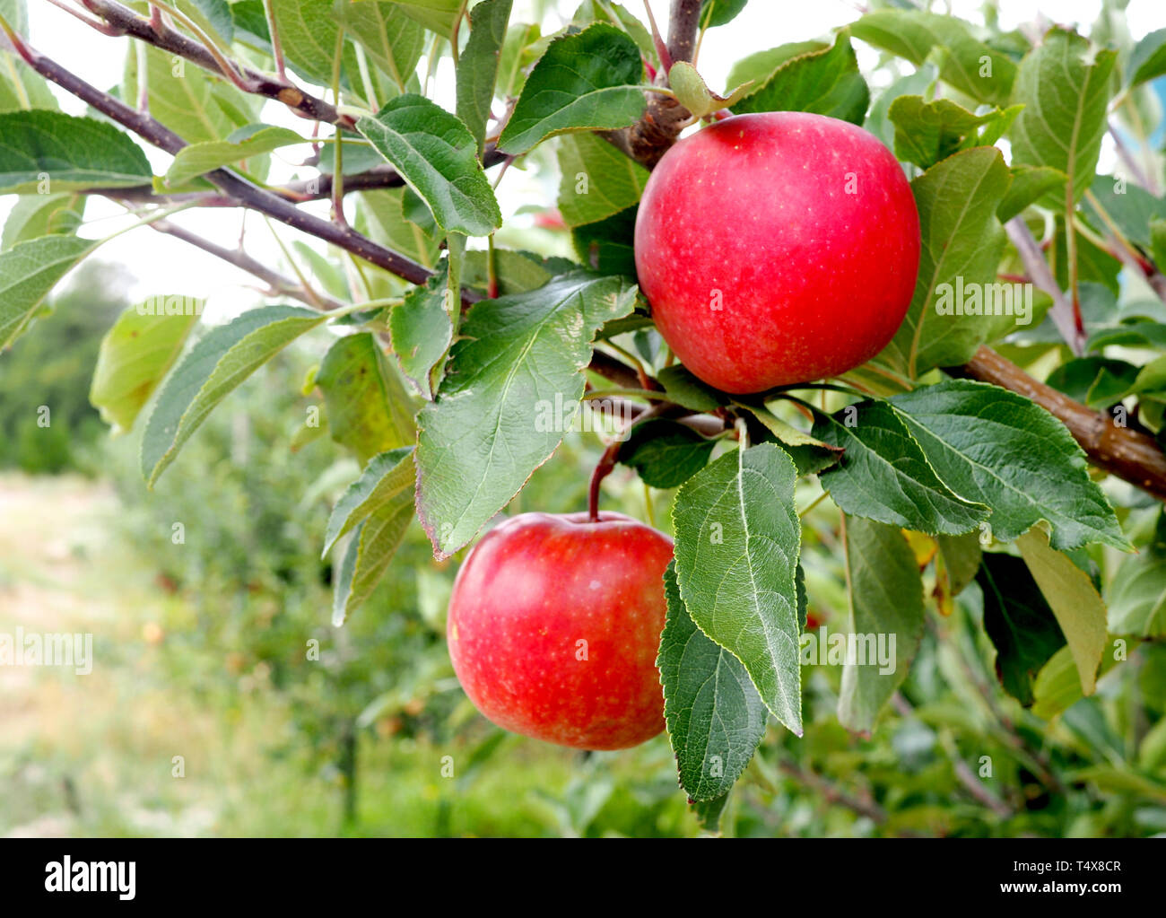Fruitful season red apples hi-res stock photography and images - Alamy