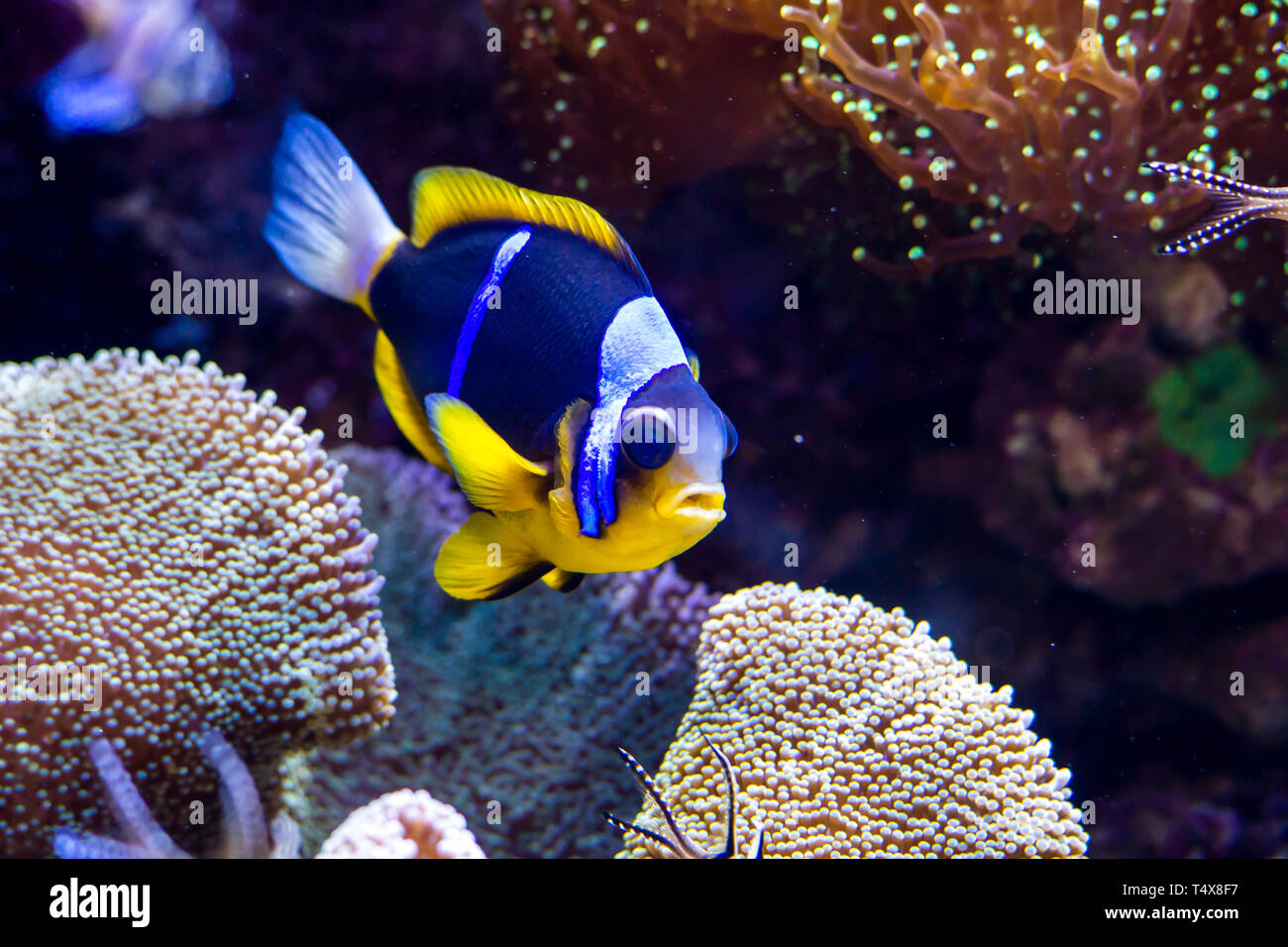 Fish in Coral Reef Stock Photo - Alamy