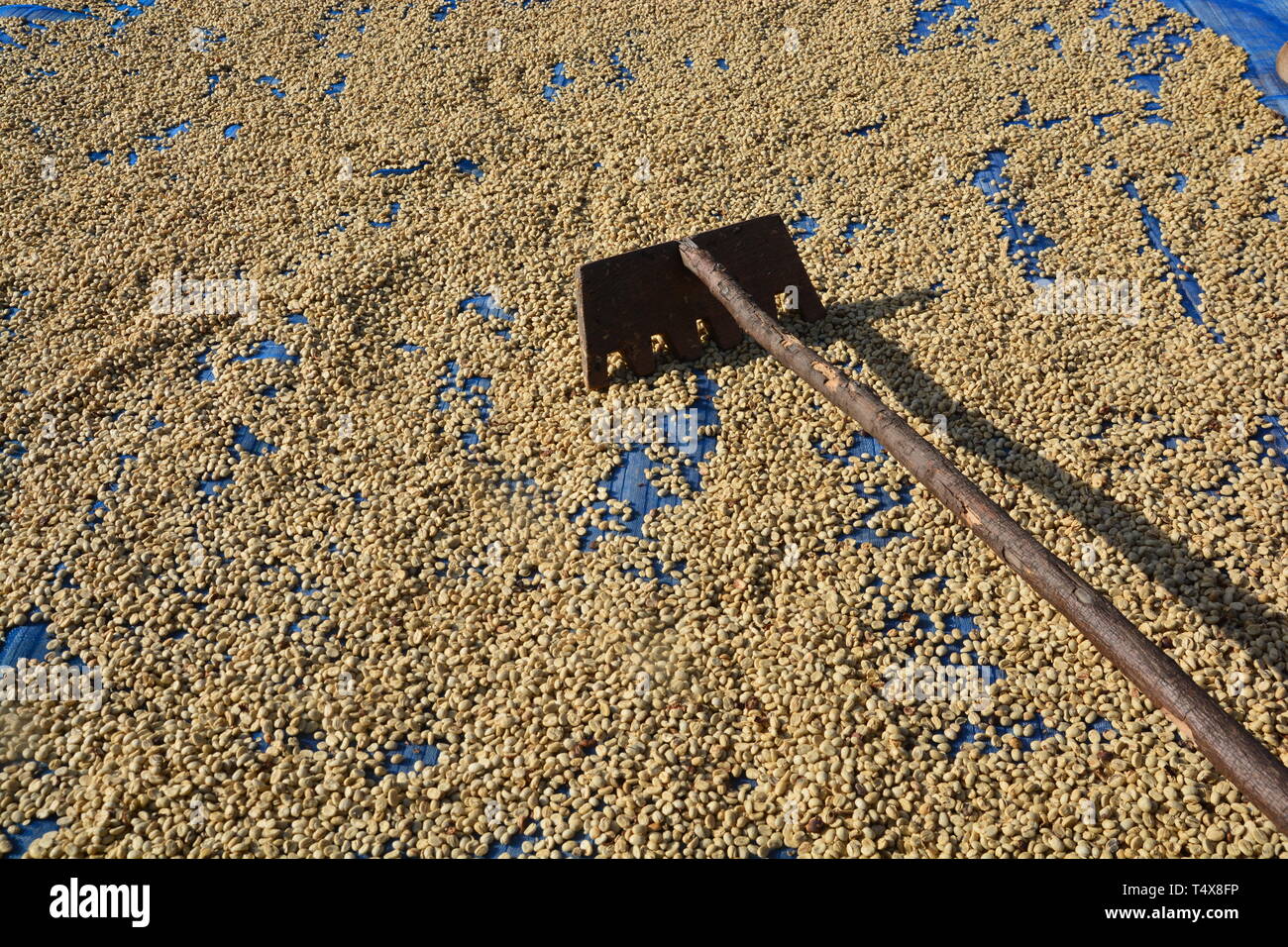 Sun drying coffee beans roasting hi-res stock photography and images ...