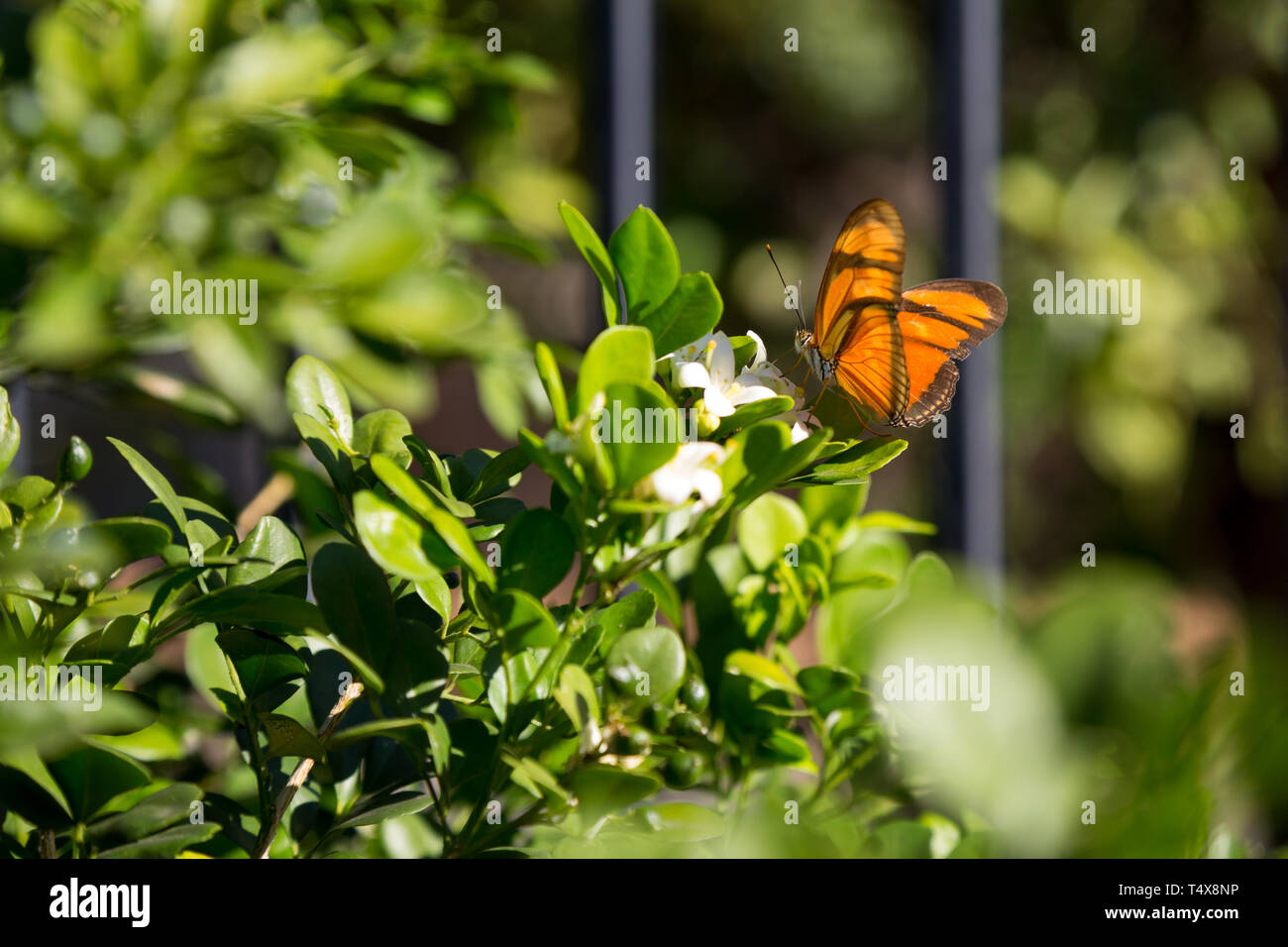 Julia butterfly (Dryas iulia) feeds the nectar of a common orange ...