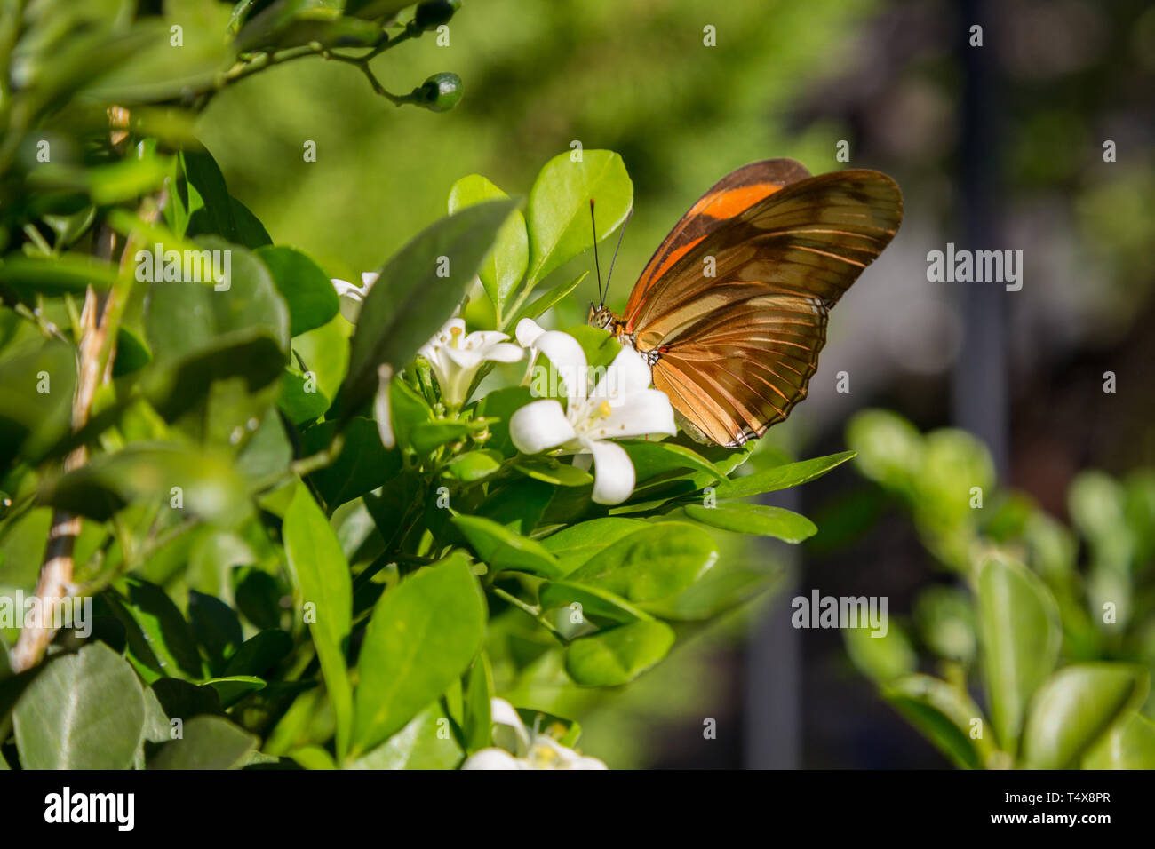 Mariposa iulia hi-res stock photography and images - Alamy