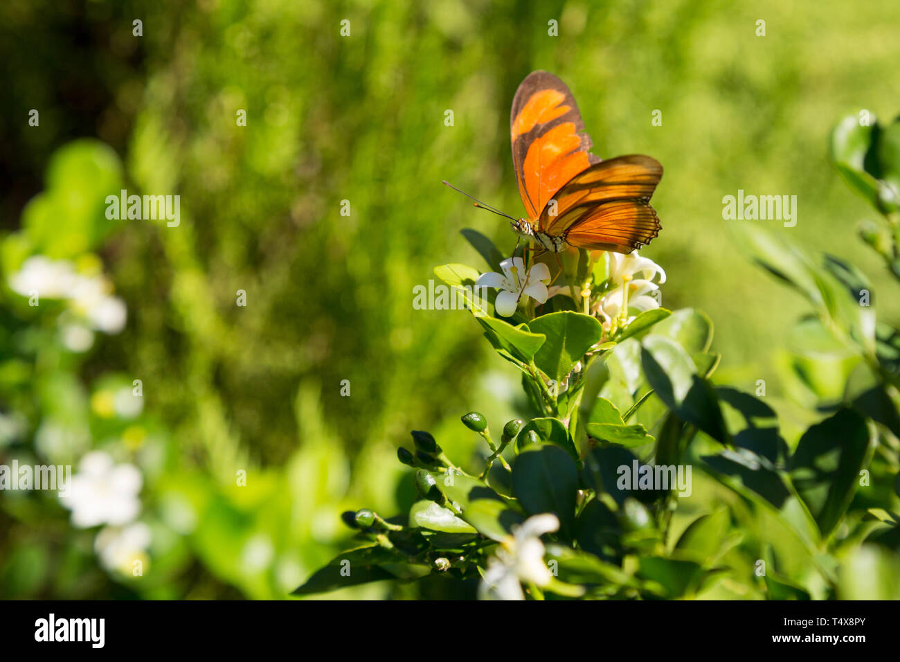 Julia butterfly (Dryas iulia) feeds the nectar of a common orange ...