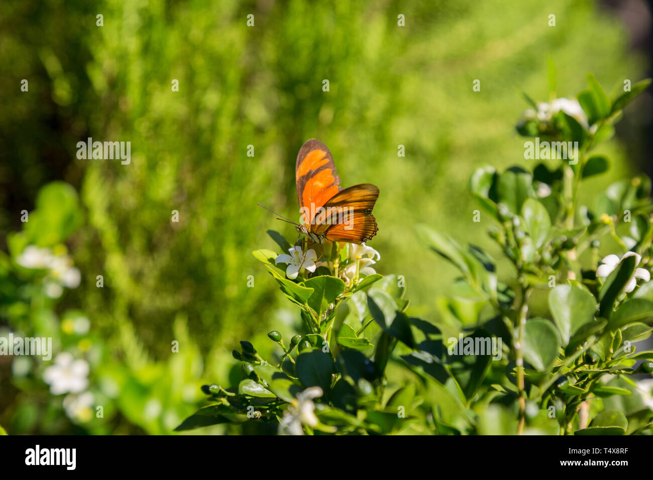 Mariposa iulia hi-res stock photography and images - Alamy