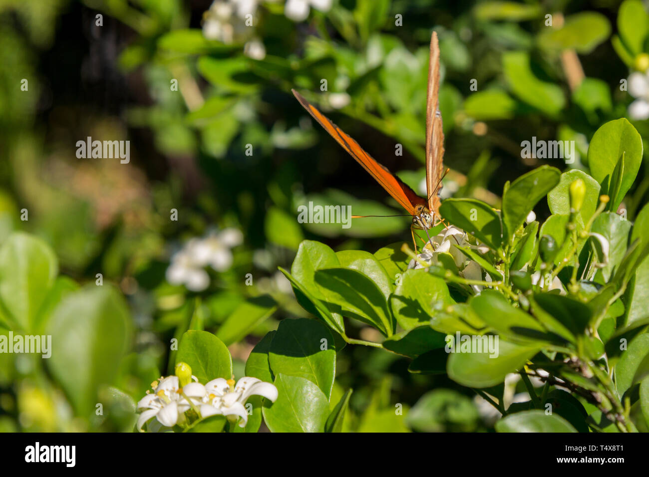 Julia butterfly (Dryas iulia) feeds the nectar of a common orange ...