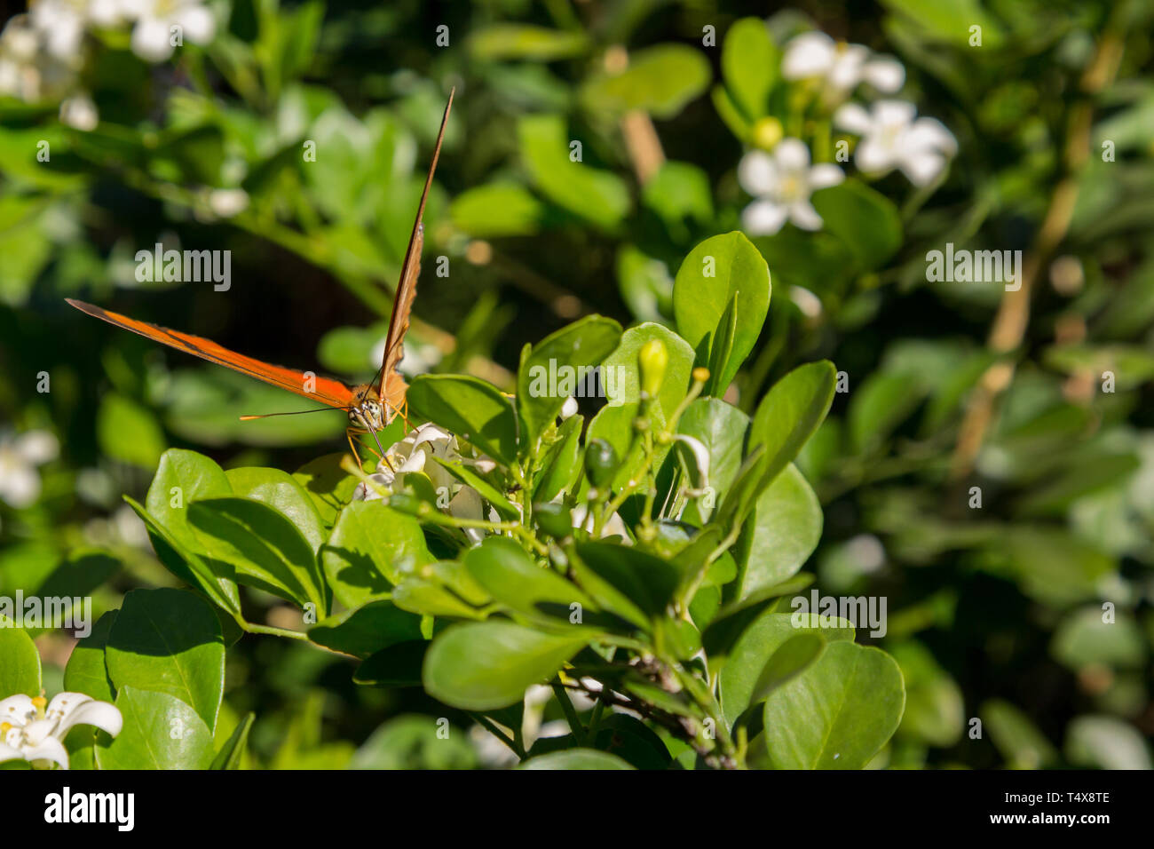Julia butterfly (Dryas iulia) feeds the nectar of a common orange ...
