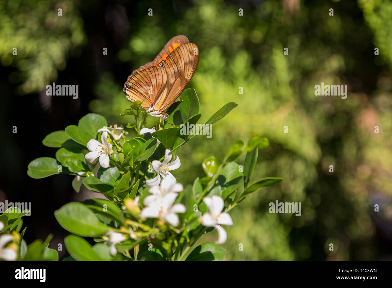Julia butterfly (Dryas iulia) feeds the nectar of a common jasmine ...