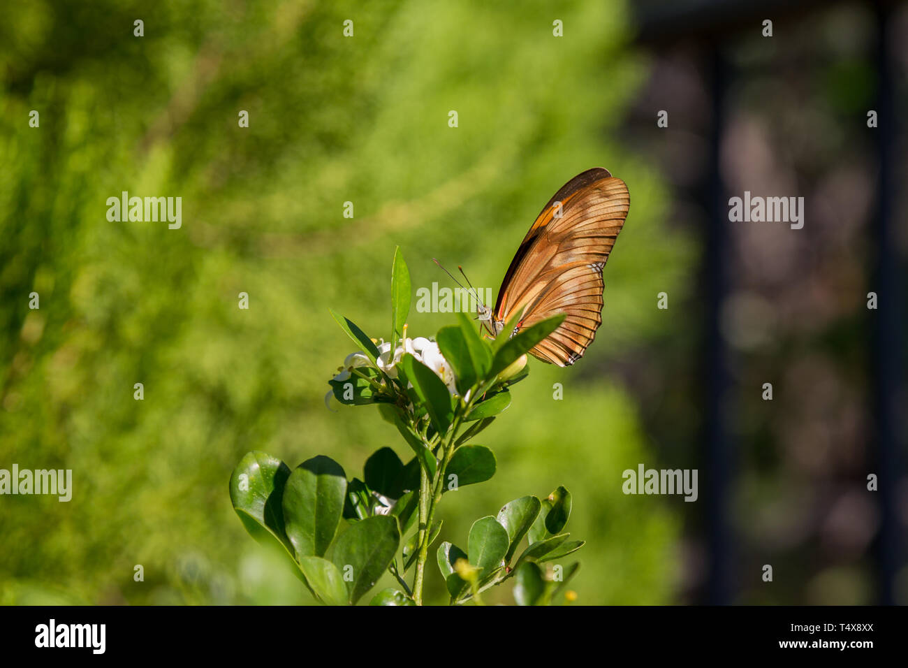 Mariposa iulia hi-res stock photography and images - Alamy