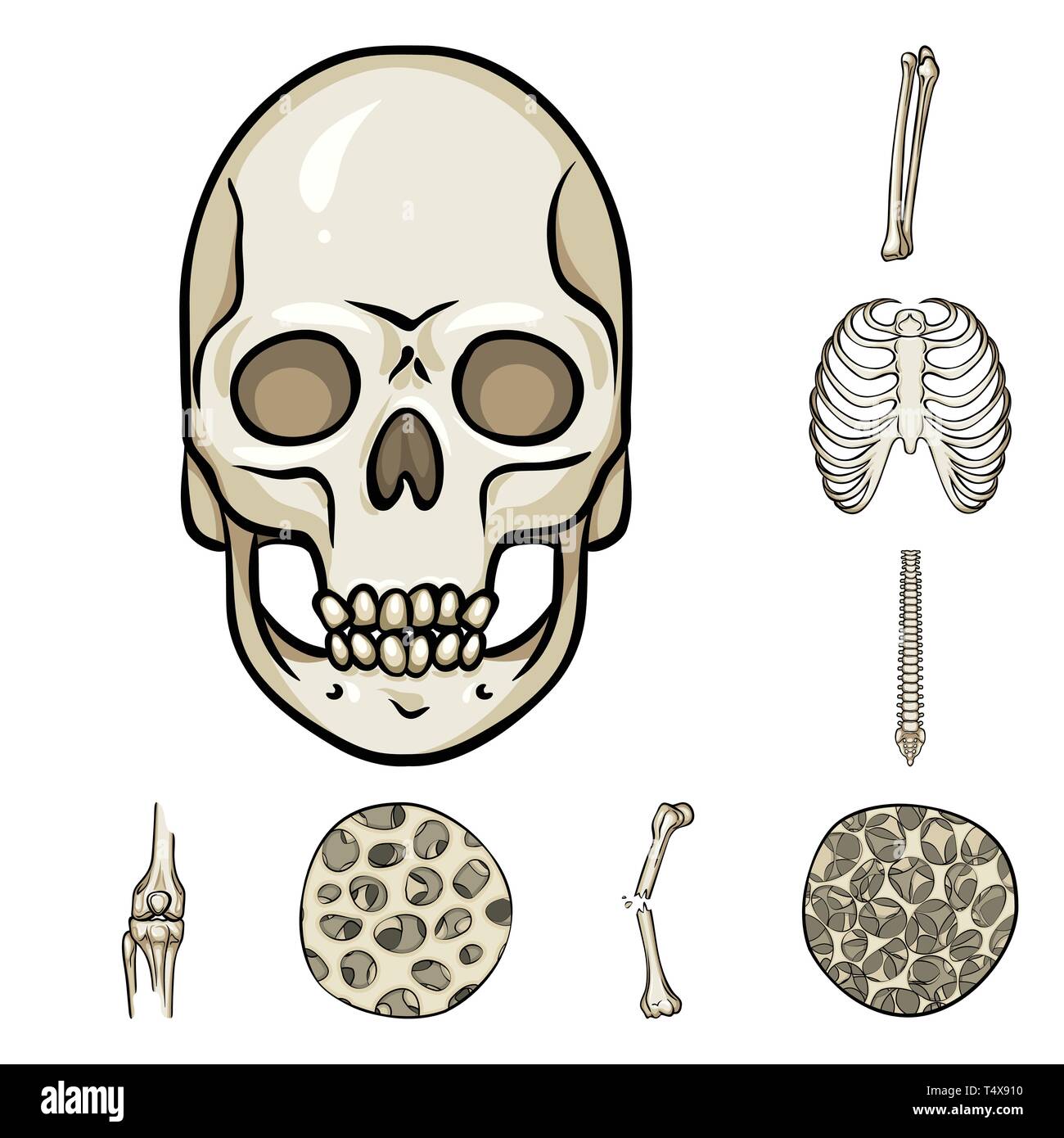 skull,femur,rib,fiber,fracture,osteoporosis,death,cage,spine,bony ...
