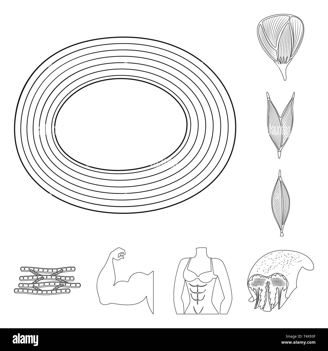 Vector design of fiber and muscular sign. Collection of fiber and body ...