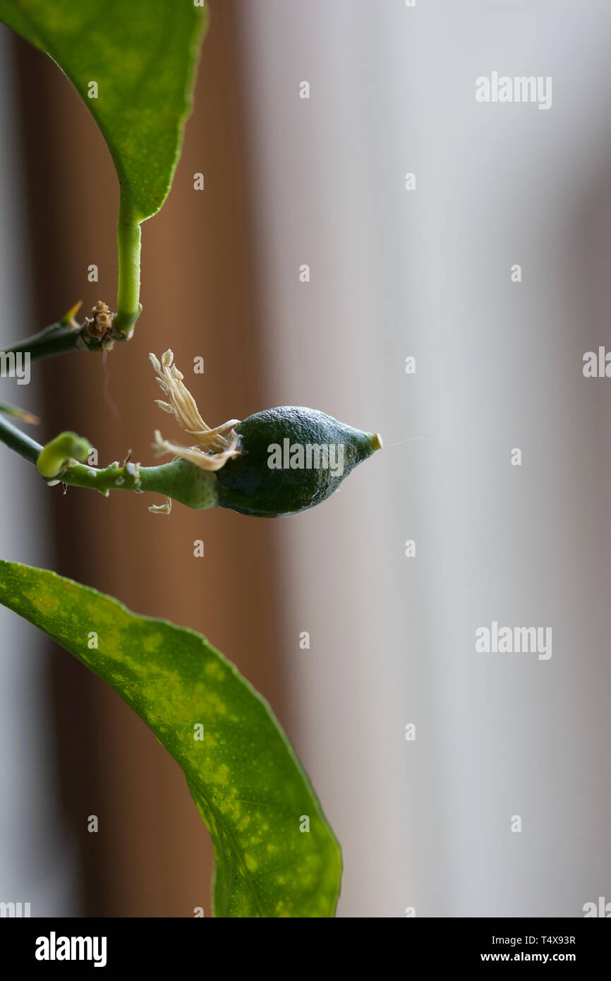 Meyer lemon tree hi-res stock photography and images - Alamy
