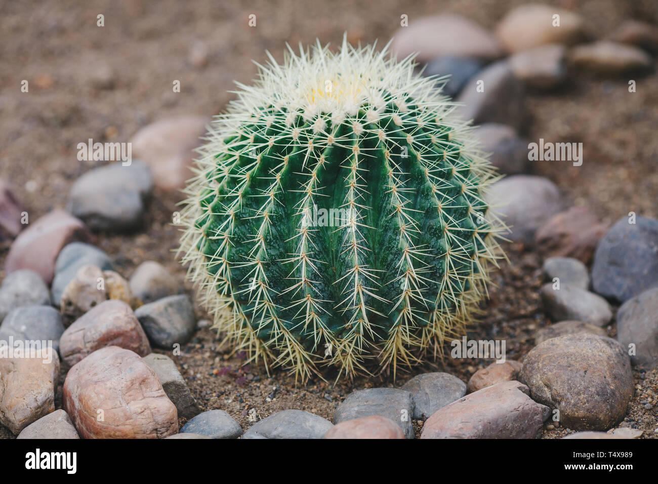 Ball ground botanical garden hi-res stock photography and images - Alamy