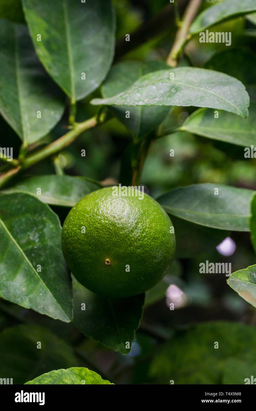 Hybrid citrus fruit hi-res stock photography and images - Alamy