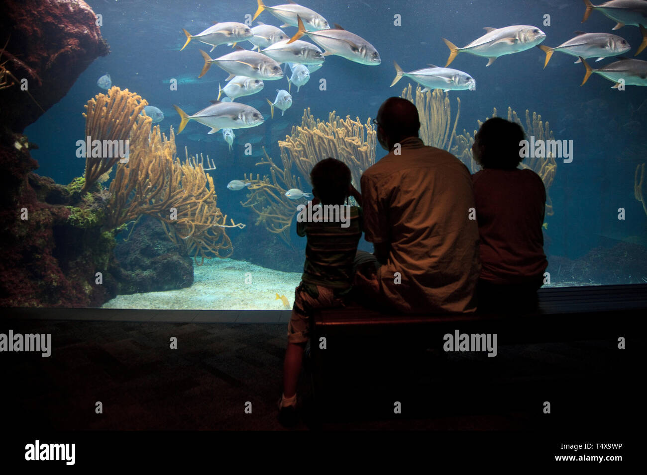 Bermuda, Flatts Village, Bermuda Aquarium, Museum and Zoo Stock Photo ...