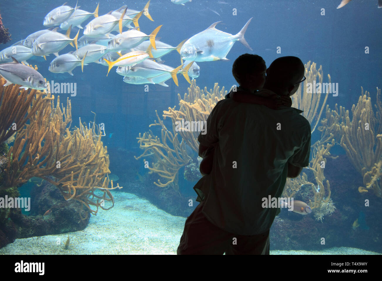Bermuda, Flatts Village, Bermuda Aquarium, Museum and Zoo Stock Photo ...