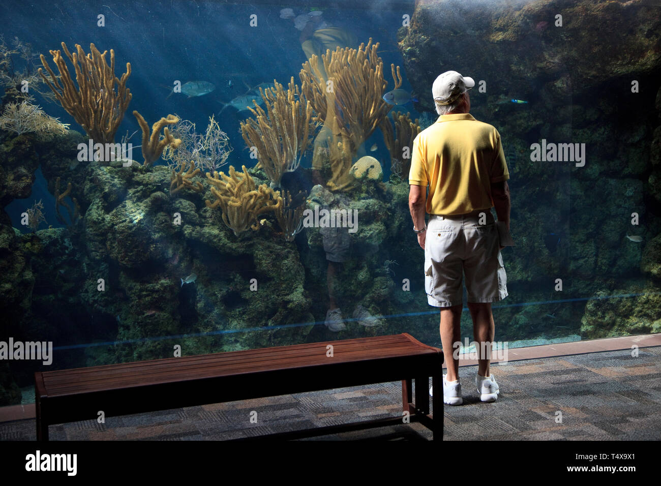 Bermuda, Flatts Village, Bermuda Aquarium, Museum and Zoo Stock Photo ...