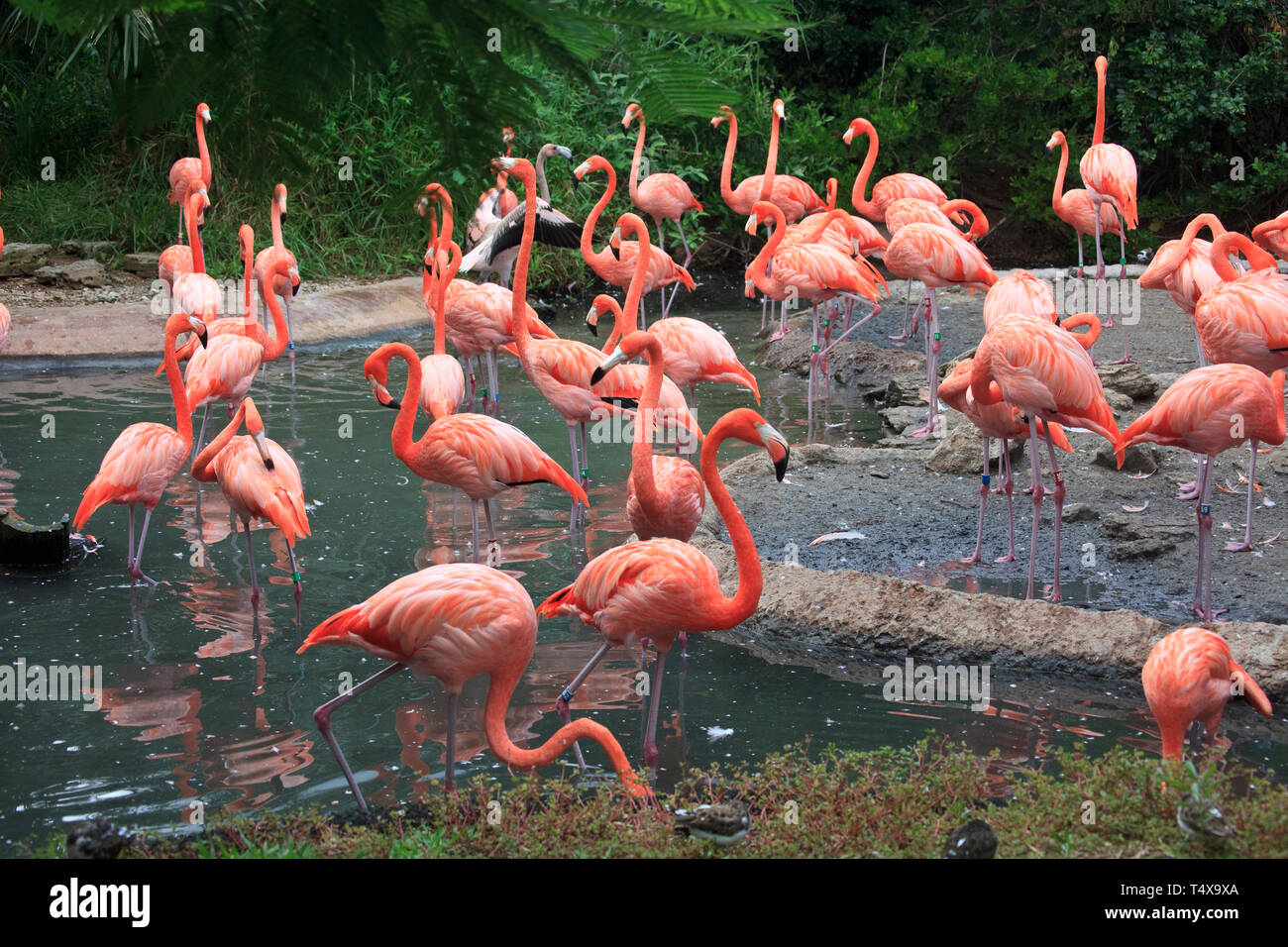 Bermuda, Flatts Village, Bermuda Aquarium, Museum and Zoo Stock Photo ...