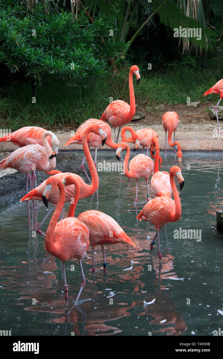 Bermuda, Flatts Village, Bermuda Aquarium, Museum and Zoo Stock Photo ...