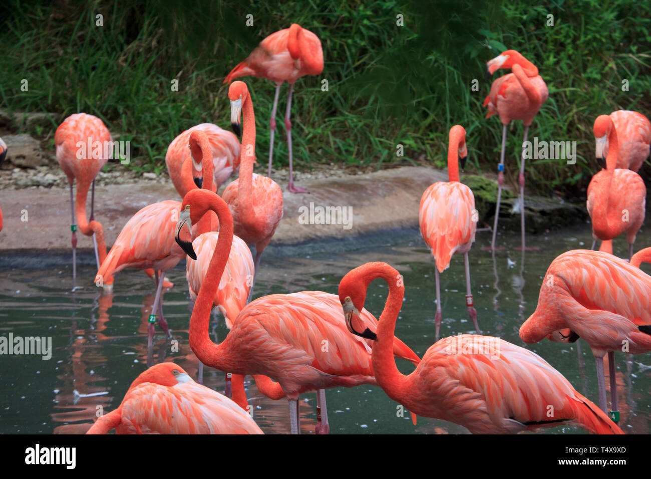 Bermuda, Flatts Village, Bermuda Aquarium, Museum and Zoo Stock Photo ...