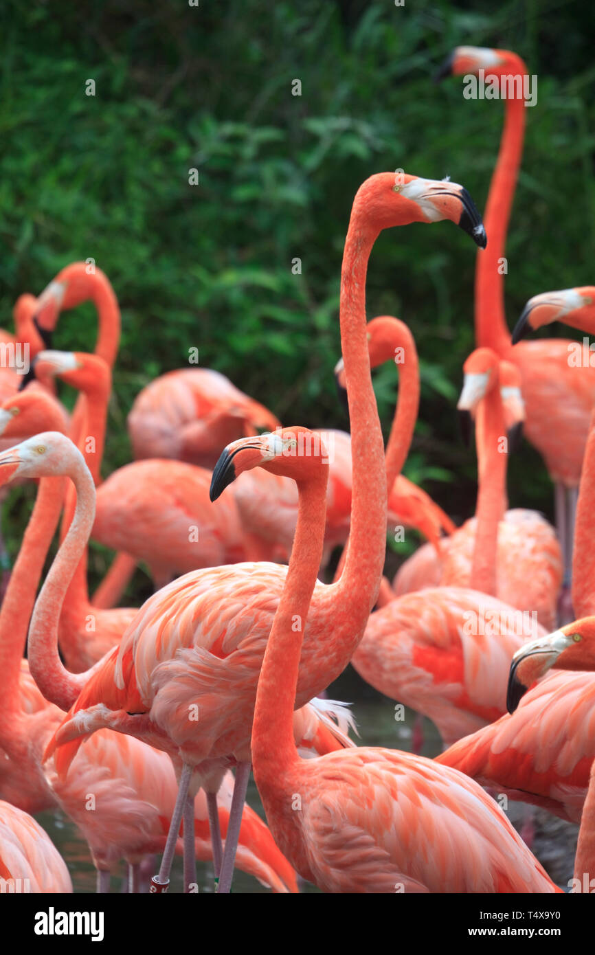 Bermuda, Flatts Village, Bermuda Aquarium, Museum and Zoo Stock Photo ...