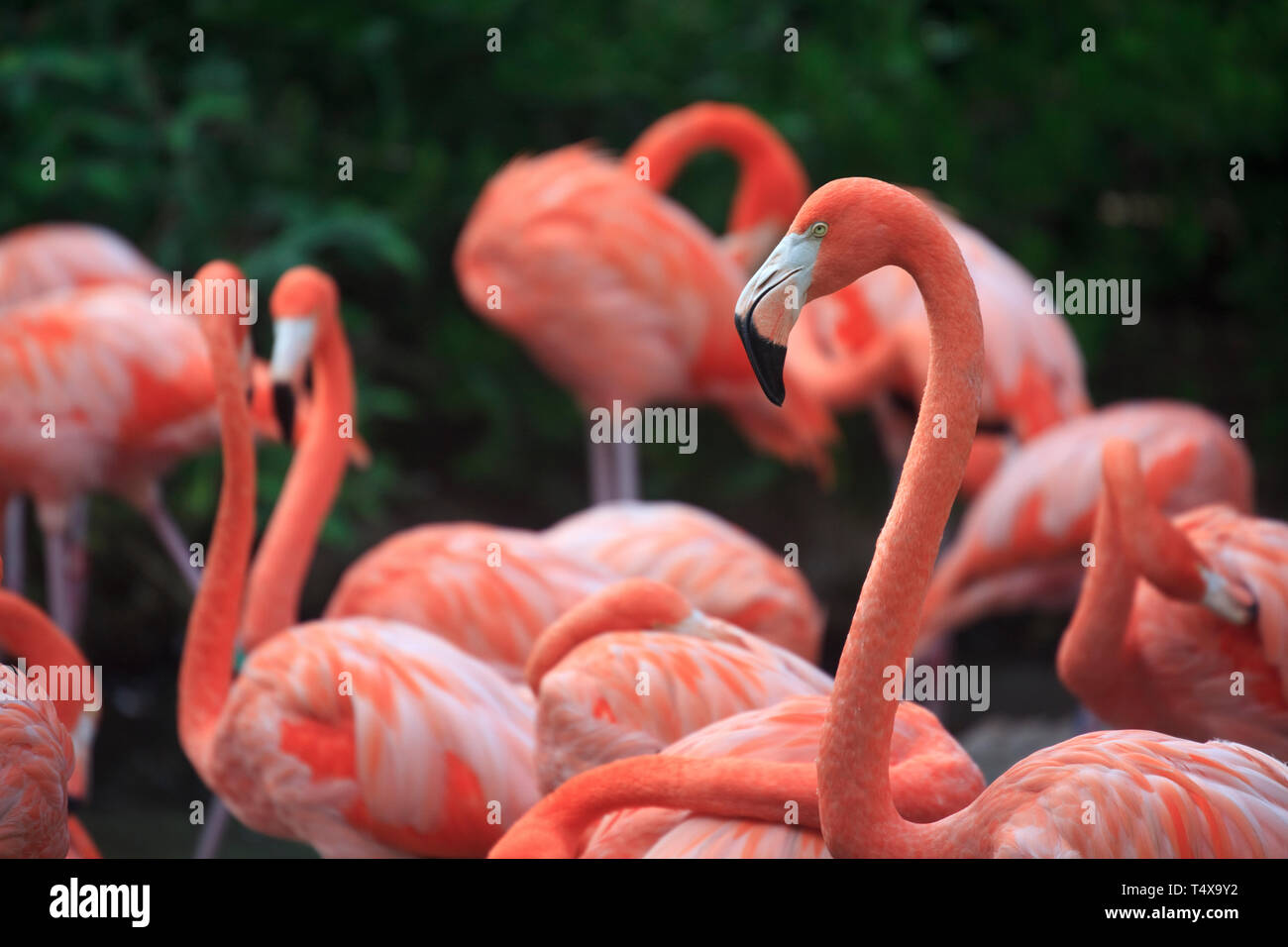 Bermuda, Flatts Village, Bermuda Aquarium, Museum and Zoo Stock Photo ...