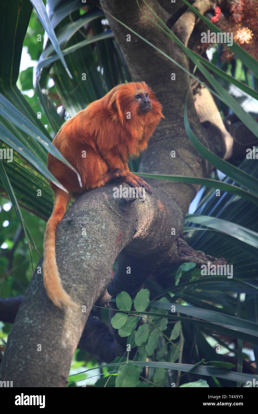 Bermuda, Flatts Village, Bermuda Aquarium, Museum and Zoo Stock Photo ...