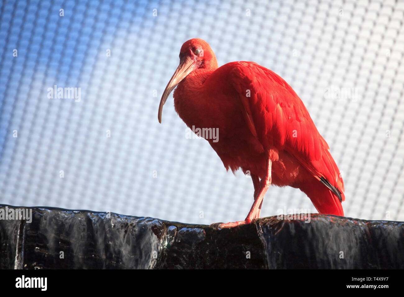 Bermuda, Flatts Village, Bermuda Aquarium, Museum and Zoo Stock Photo ...
