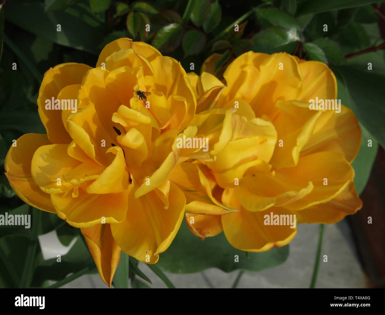 Fully open tulips hi-res stock photography and images - Alamy