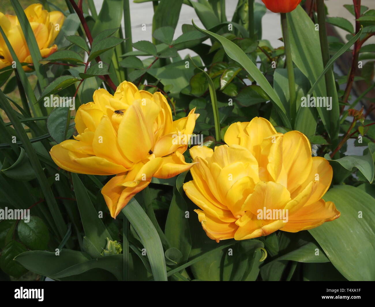 Fully open tulips hi-res stock photography and images - Alamy