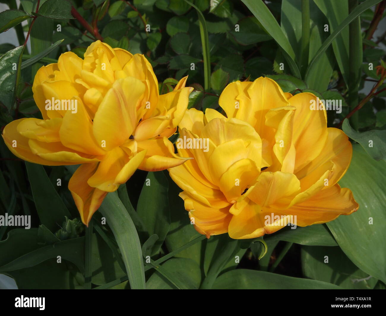 Fully open tulips hi-res stock photography and images - Alamy