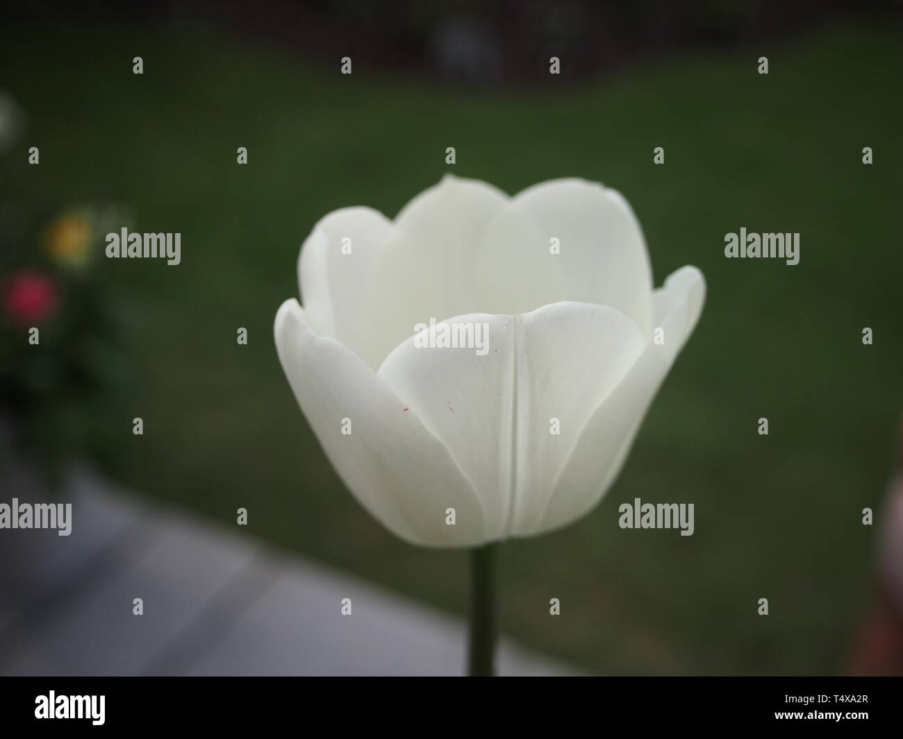 Single white tulip, fully open, garden in background Stock Photo - Alamy