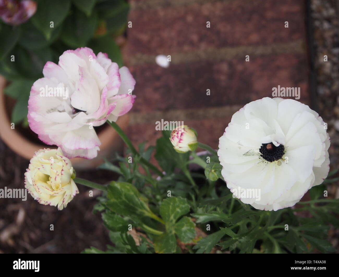 Group of white Ranunculus flowers Stock Photo - Alamy