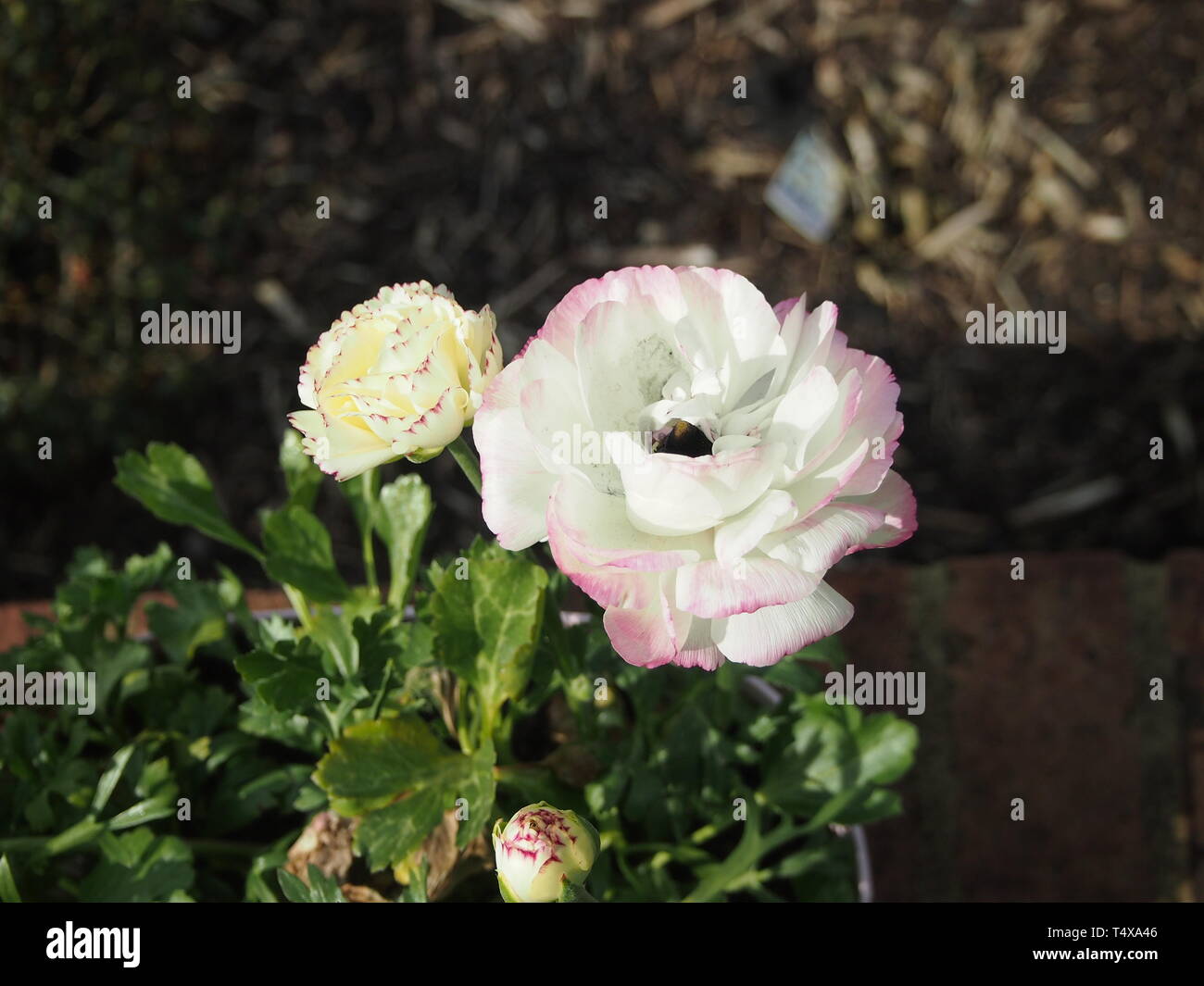 White ranunculus flowers hi-res stock photography and images - Alamy