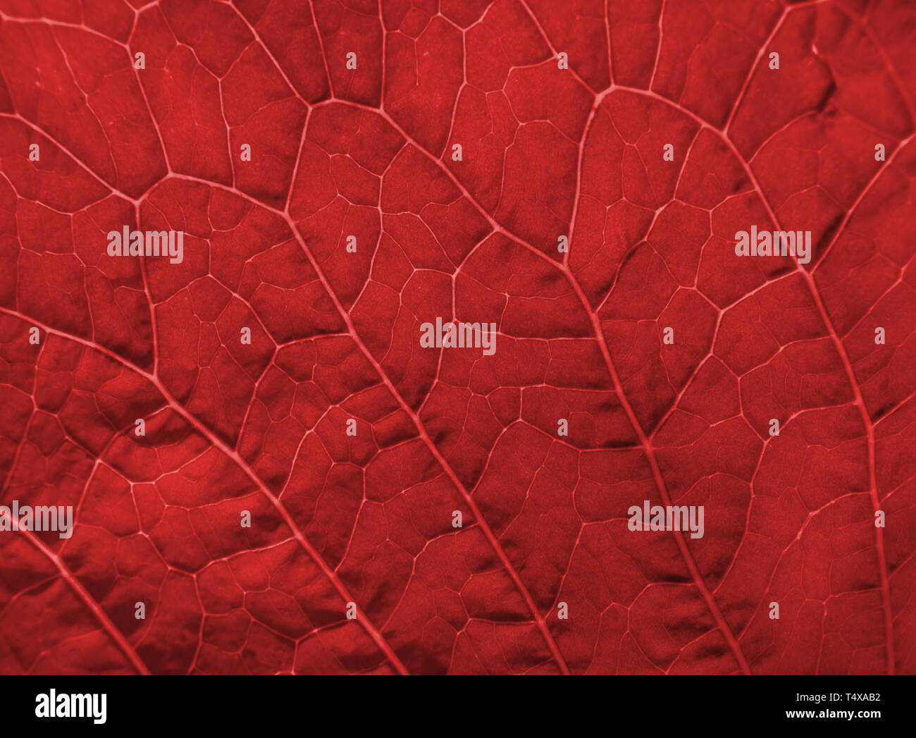 Backdrop of red leaf hi-res stock photography and images - Alamy