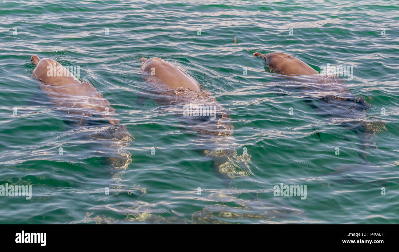 Three bottlenose dolphins swimming and one spouting through its ...