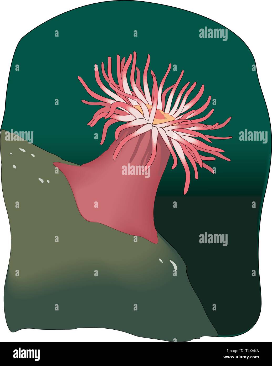 Sea Anemone Vector Illustration Stock Vector Image & Art - Alamy