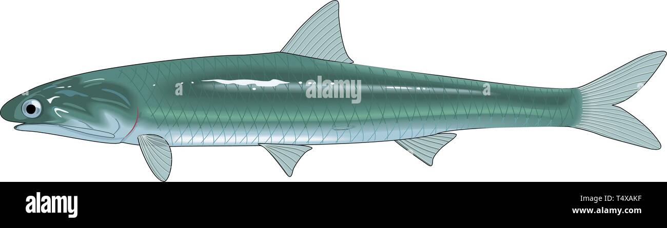 Anchovy Swimming Vector Illustration Stock Vector Image & Art - Alamy