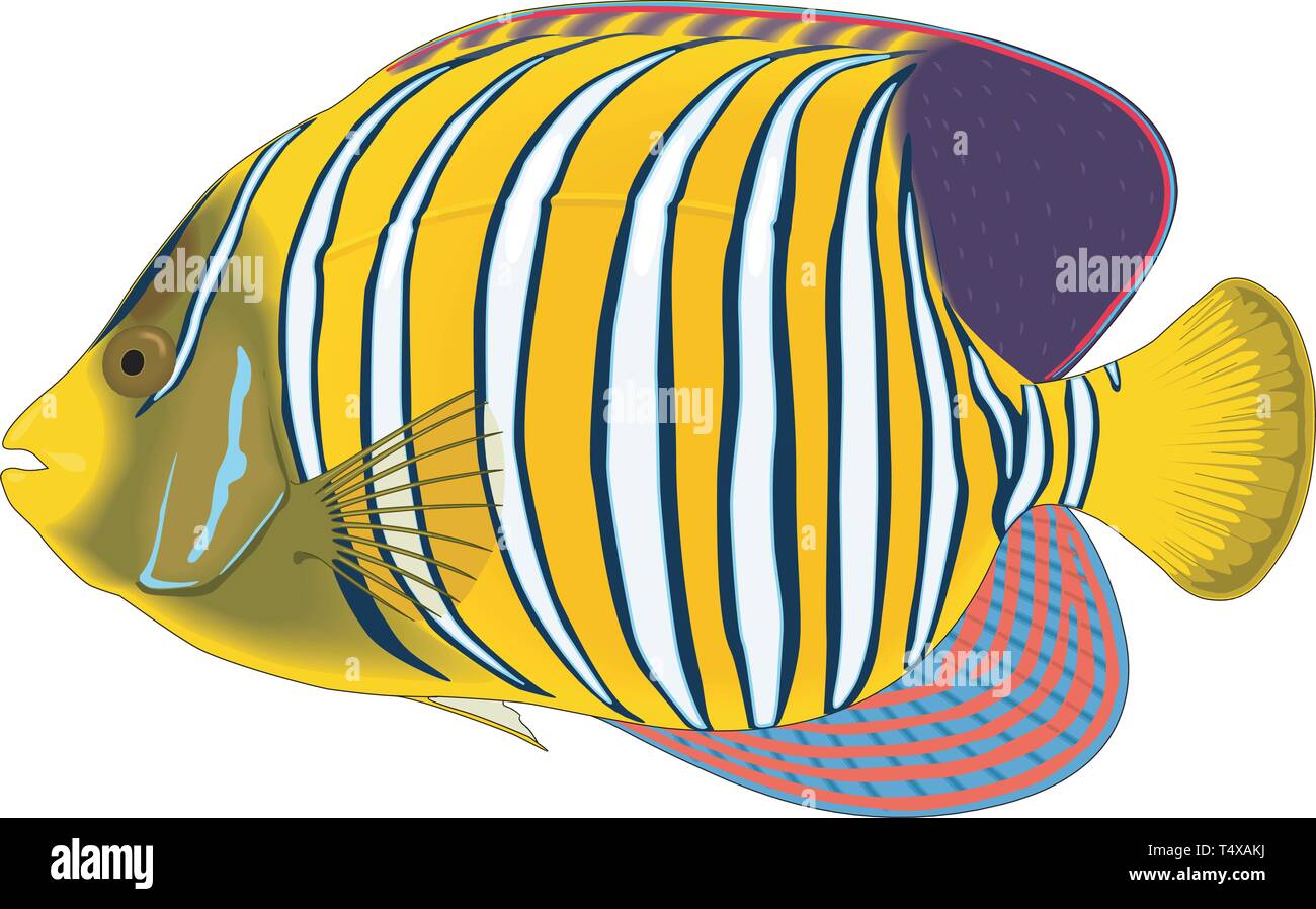 Regal Angelfish Vector Illustration Stock Vector Image & Art - Alamy