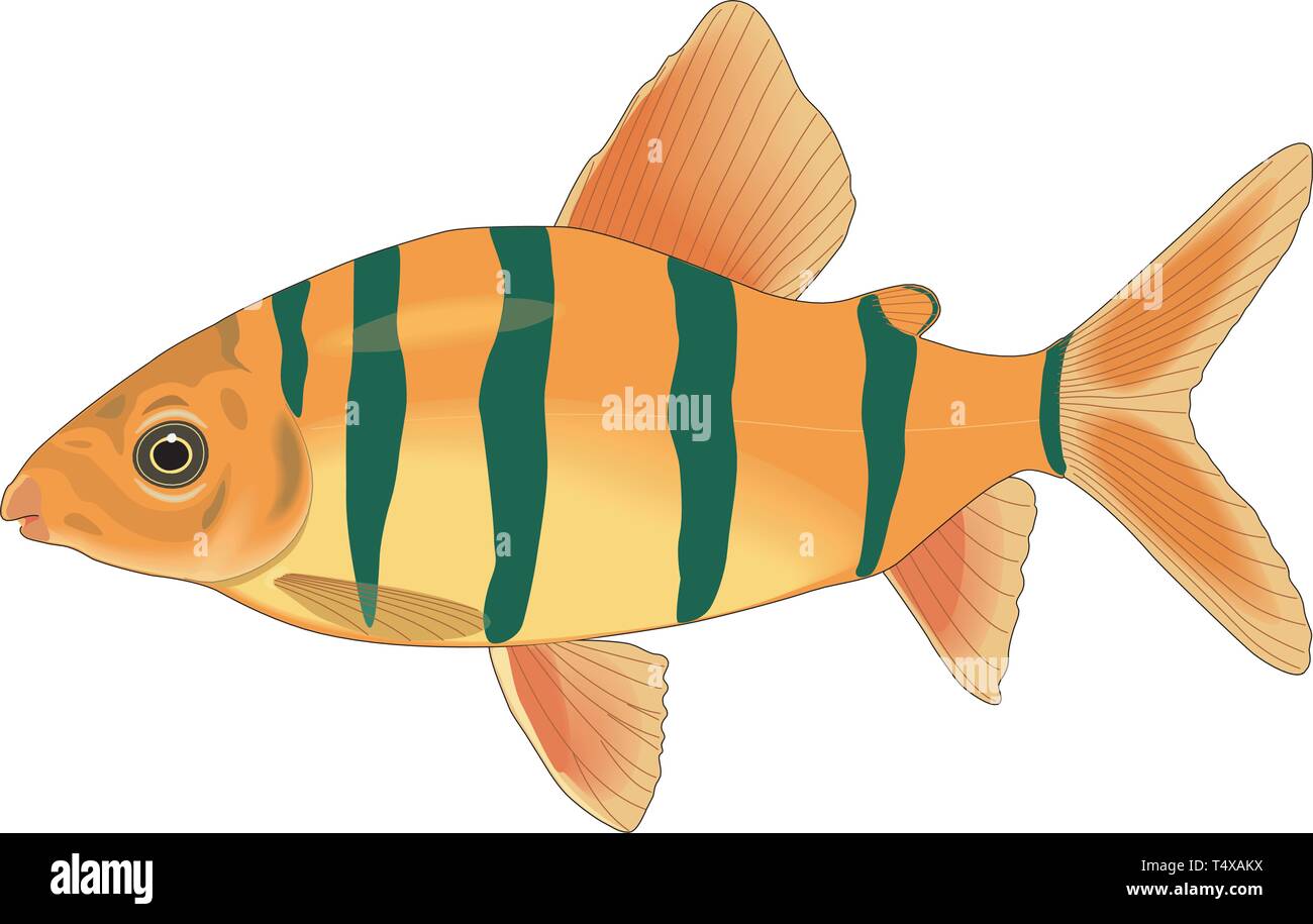 Banded Distichodus Vector Illustration Stock Vector Image & Art - Alamy