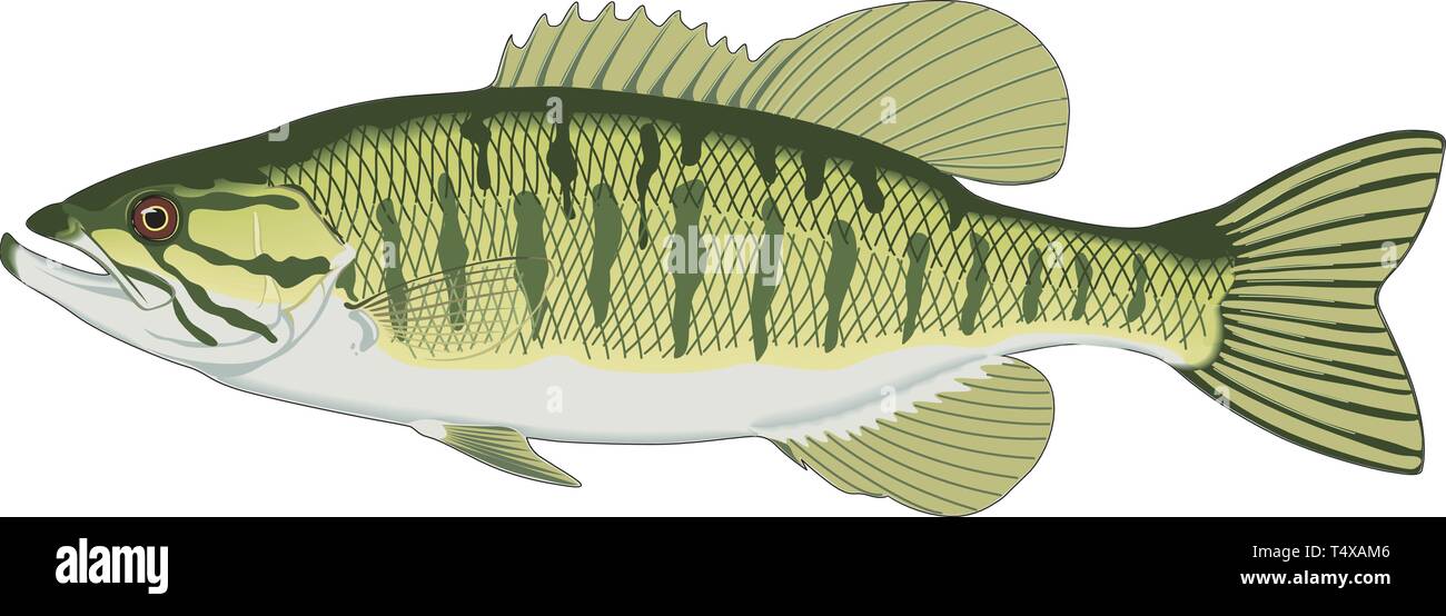 Smallmouth Bass Drawing