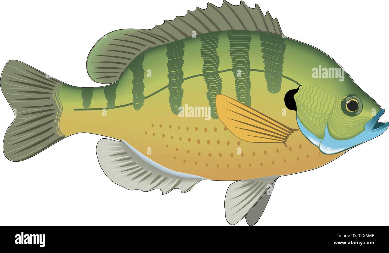 Bluegill Swimming Vector Illustration Stock Vector Image & Art - Alamy