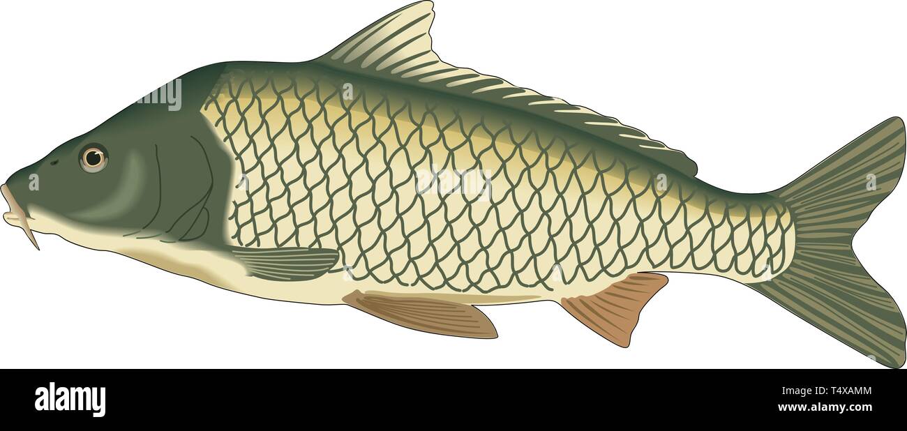 Carp illustration hi-res stock photography and images - Alamy