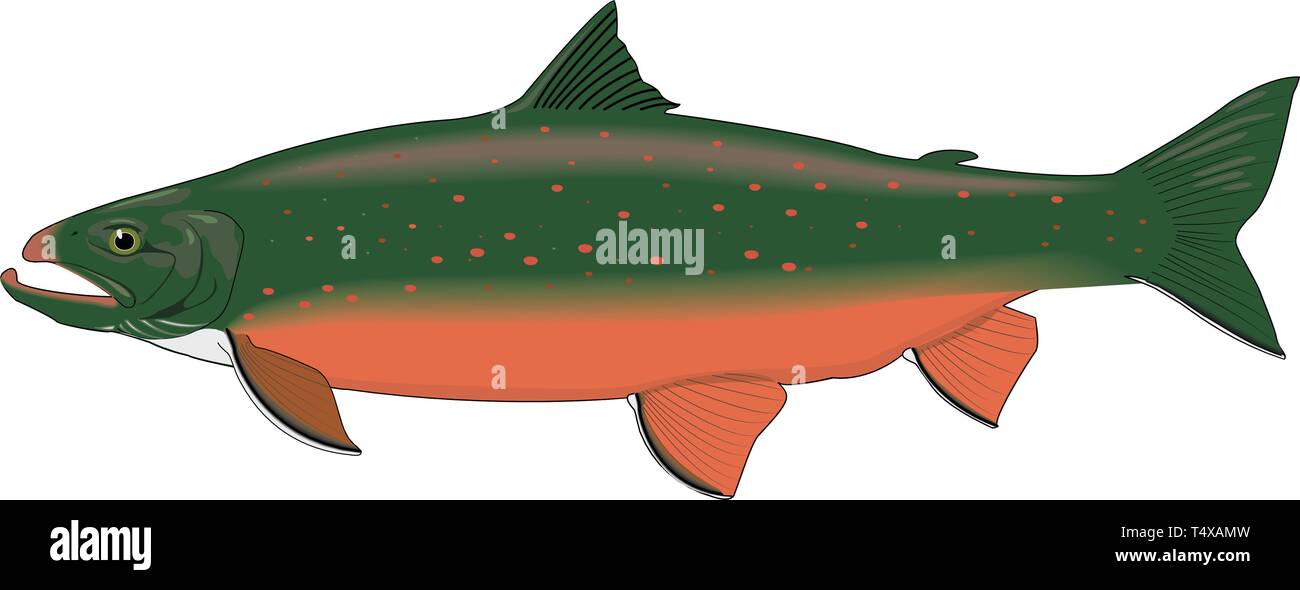 Arctic Char Vector Illustration Stock Vector Image & Art - Alamy