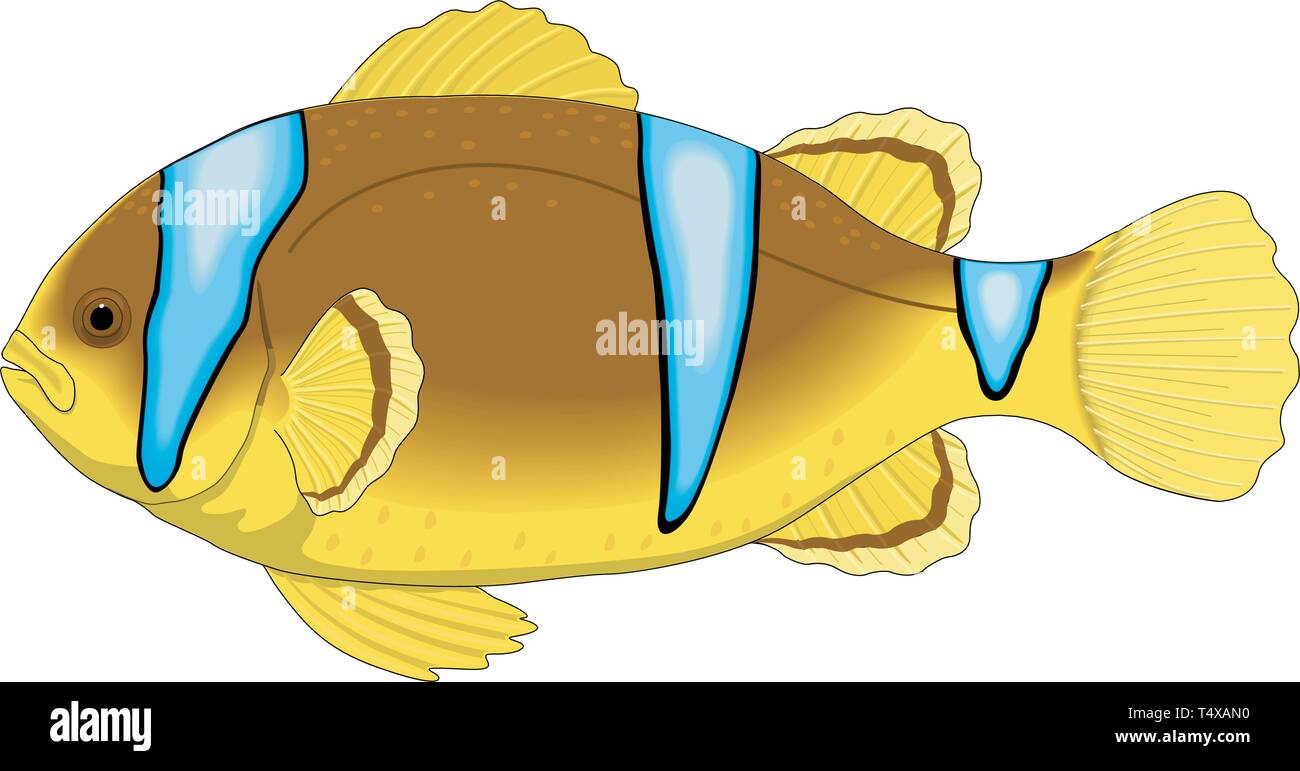 Clown Fish Vector Illustration Stock Vector Image & Art - Alamy