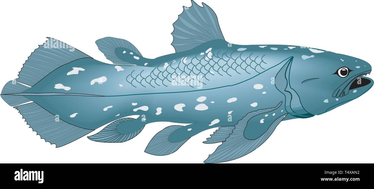 Coelacanth Swimming Vector Illustration Stock Vector Image & Art - Alamy