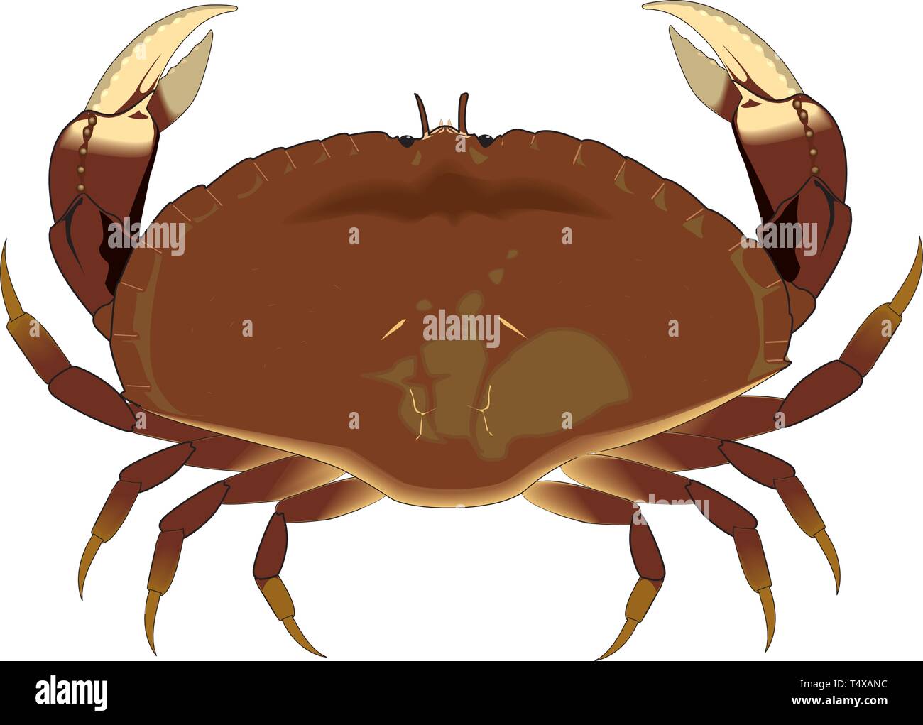 Dungeness Crab Vector Illustration Stock Vector Image & Art - Alamy