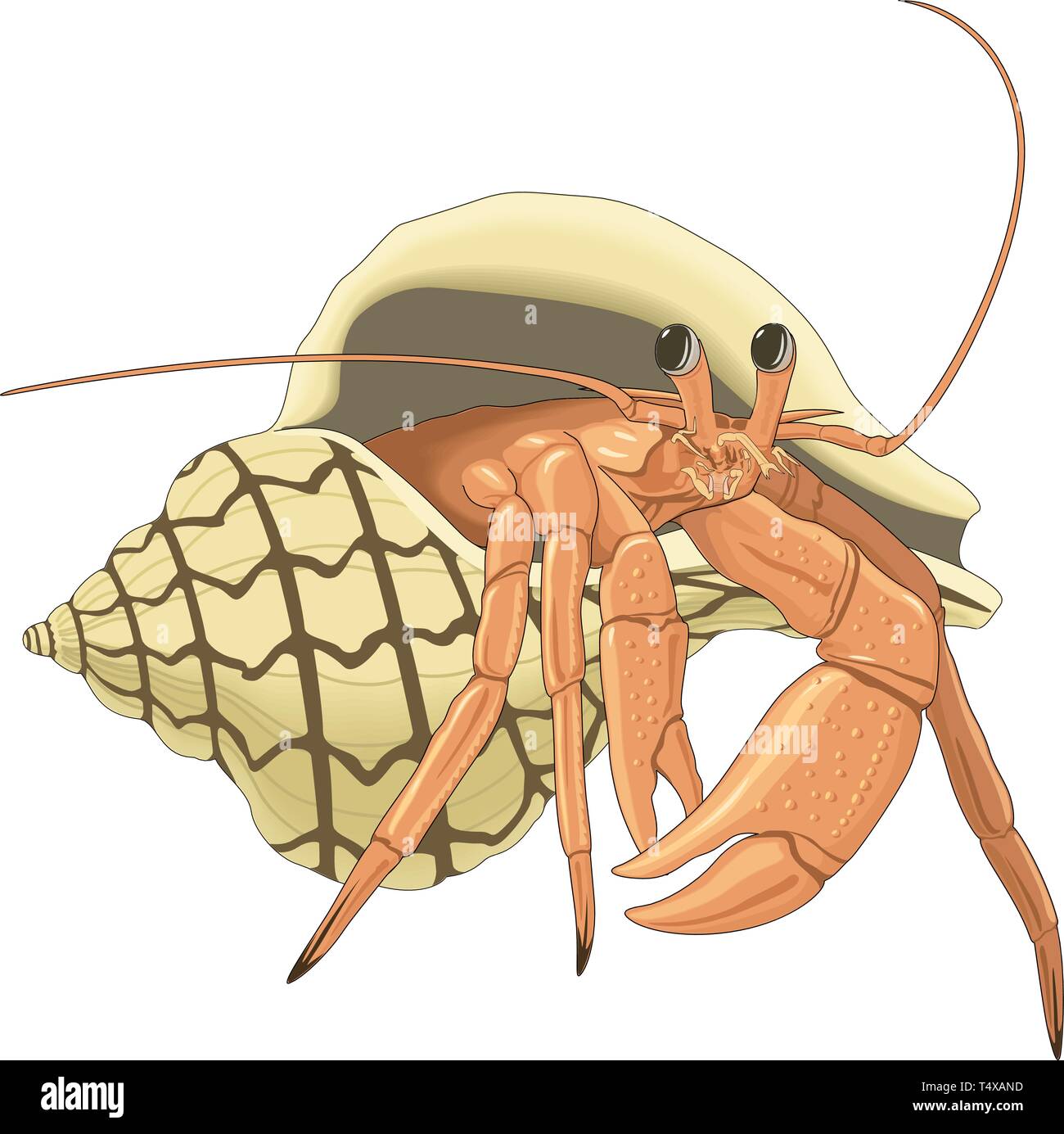 Hermit Crab Vector Illustration Stock Vector Image & Art - Alamy