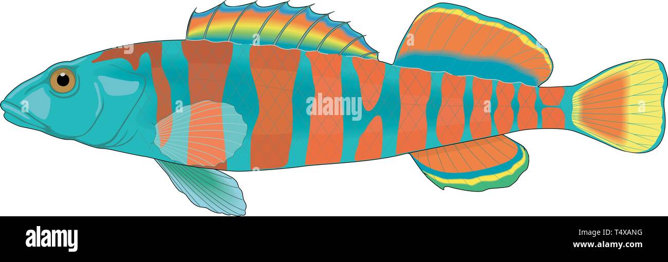 Rainbow Darter Vector Illustration Stock Vector Image & Art - Alamy